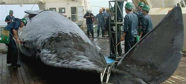 Grønland får nej til hval-fangst | Indland | DR