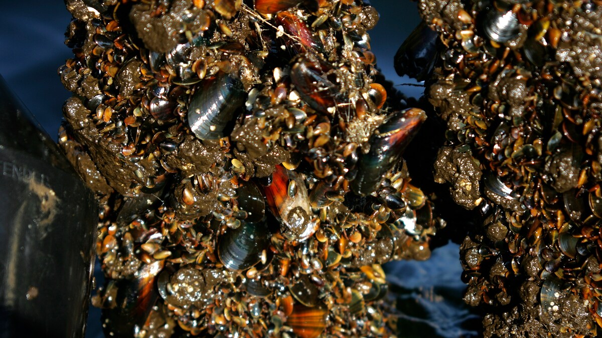 Muslinger nok trods slemt iltsvind i Limfjorden | Midt- og Vestjylland | DR