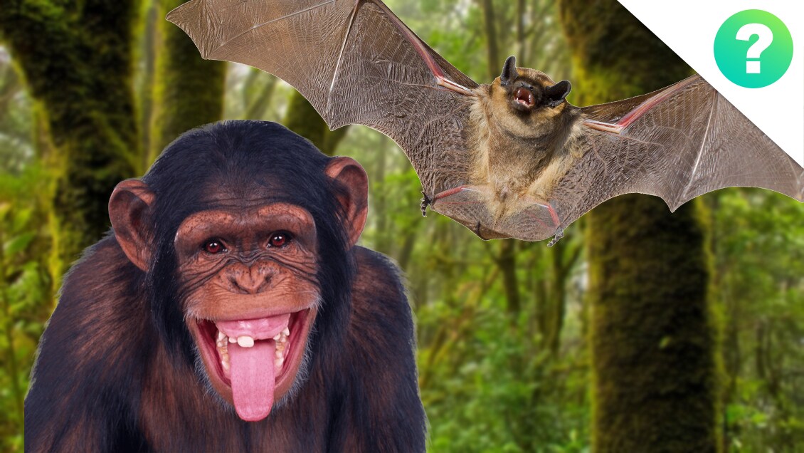 Verdens vilde dyr forsvinder | Ultra Nyt | DR