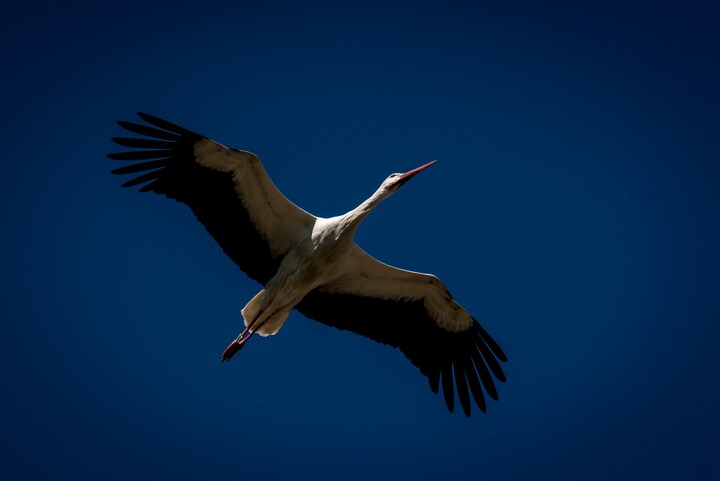 Årets første stork er landet i Danmark | Indland | DR