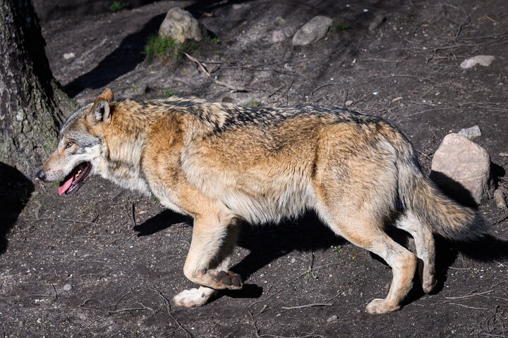 QUIZ Ved du nok om ulve til at hyle med i flokken? | Midt- og ...