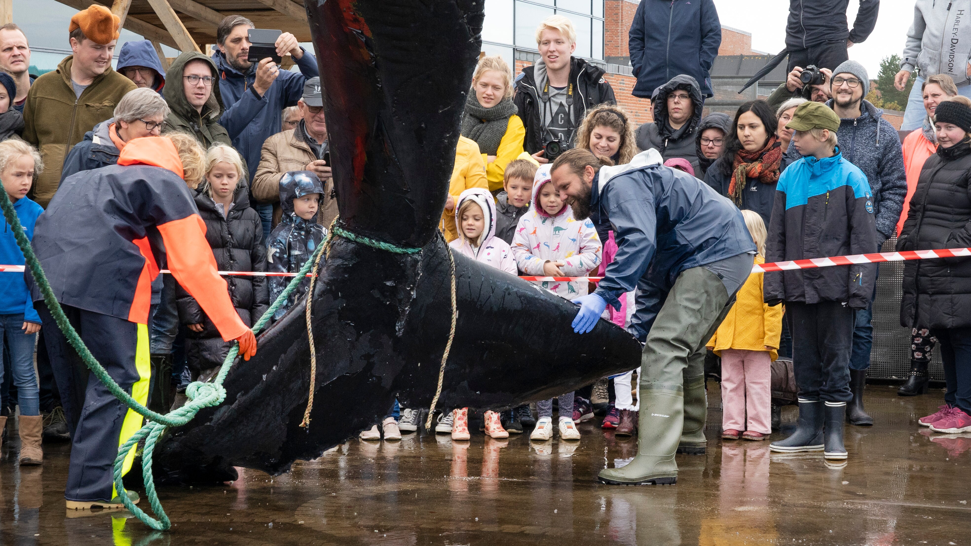 Kan man lave lyd med en død hval? Pukkelhvalen fra Skagen skæres op ...