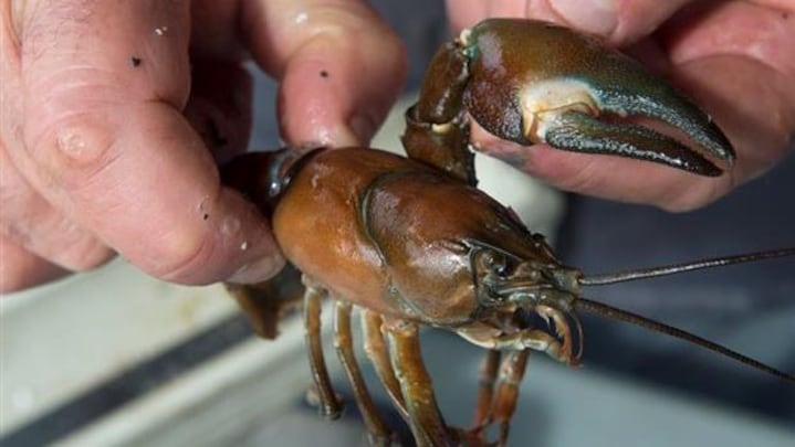 Miljøstyrelsen: Nærmest umuligt at fjerne skadelig signalkrebs ...