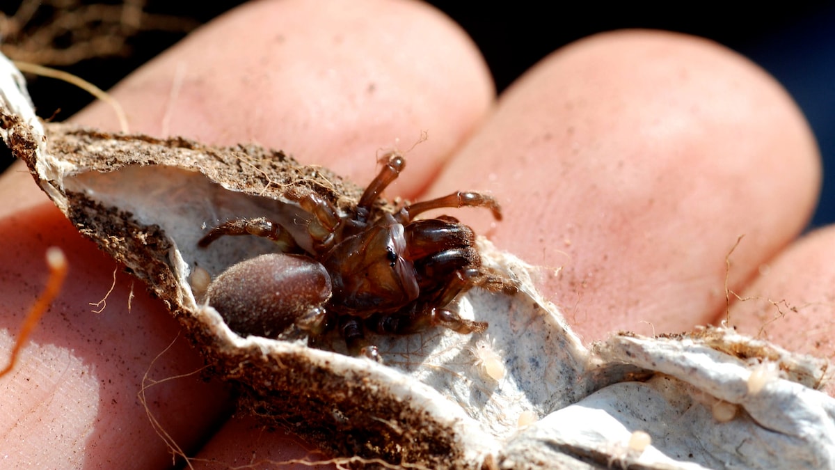 Nu kan man se fugle-edderkopper i den danske natur | Ligetil på ...