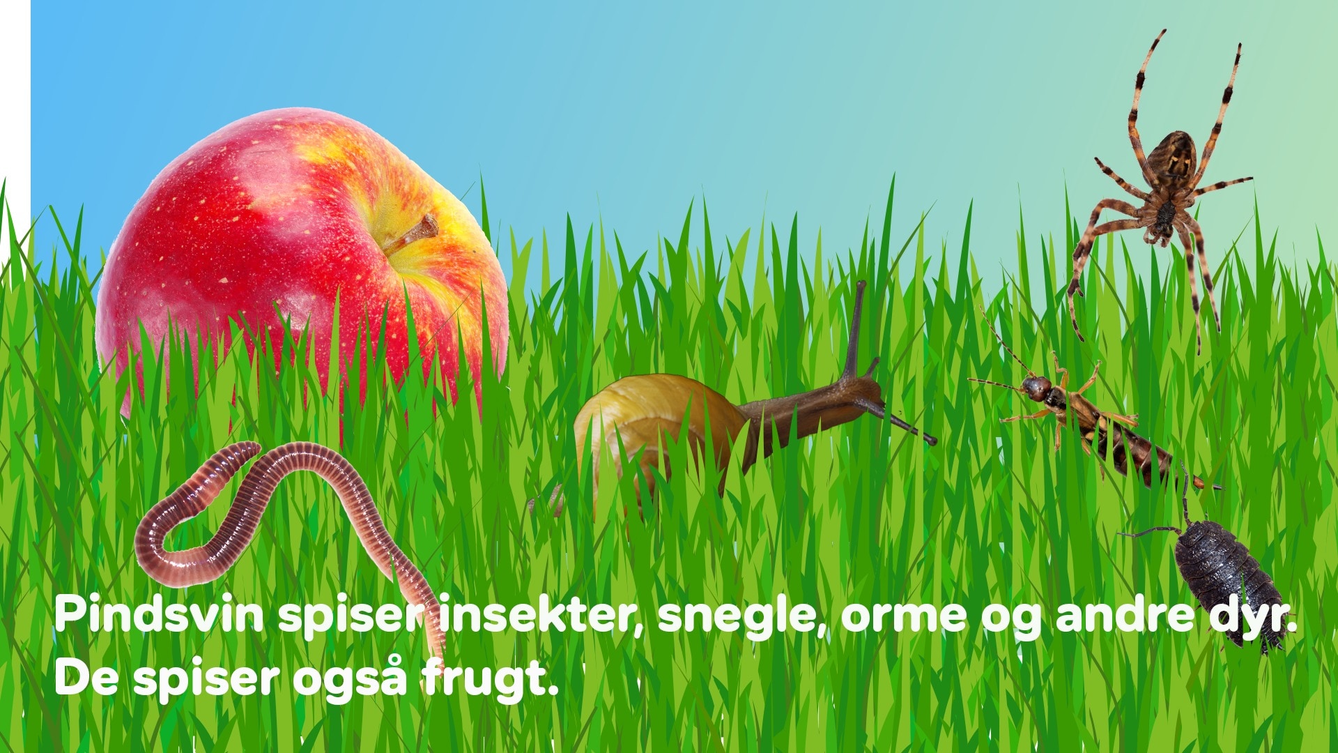 Del 1: Hvad er et pindsvin? | Natur & Teknologi Indskoling | DR