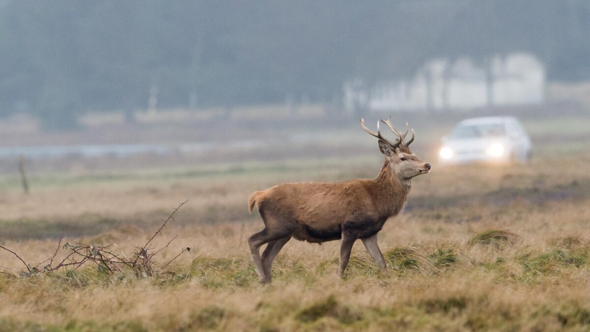 I Thy dræber de færre store dyr i trafikken: Hemmeligheden er en lille ...