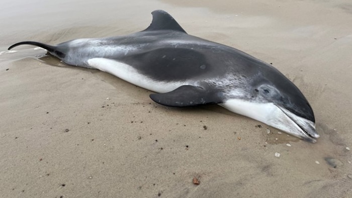 Strandet delfin obduceres foran publikum | Nyheder | DR