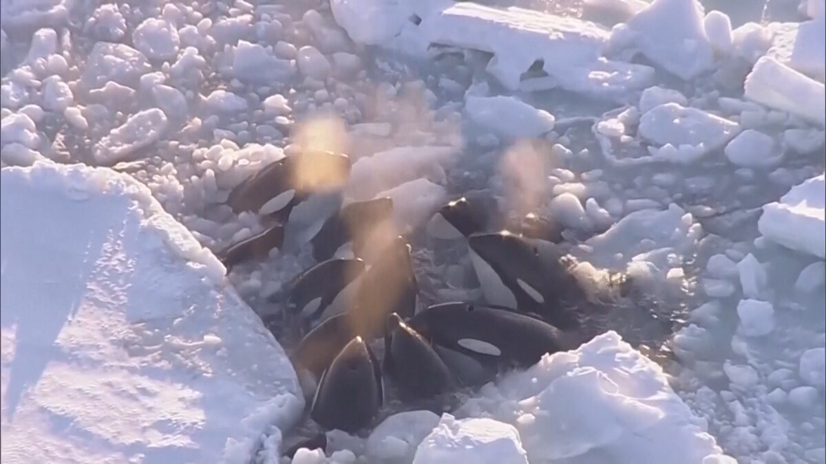 Spækhugger-flok fanget i drivis er sluppet sikkert fri | Natur | DR