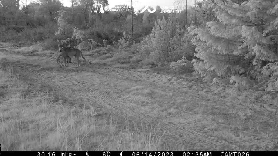 Verdens største ulvestudie: Danske ulve er blandt verdens mest ...