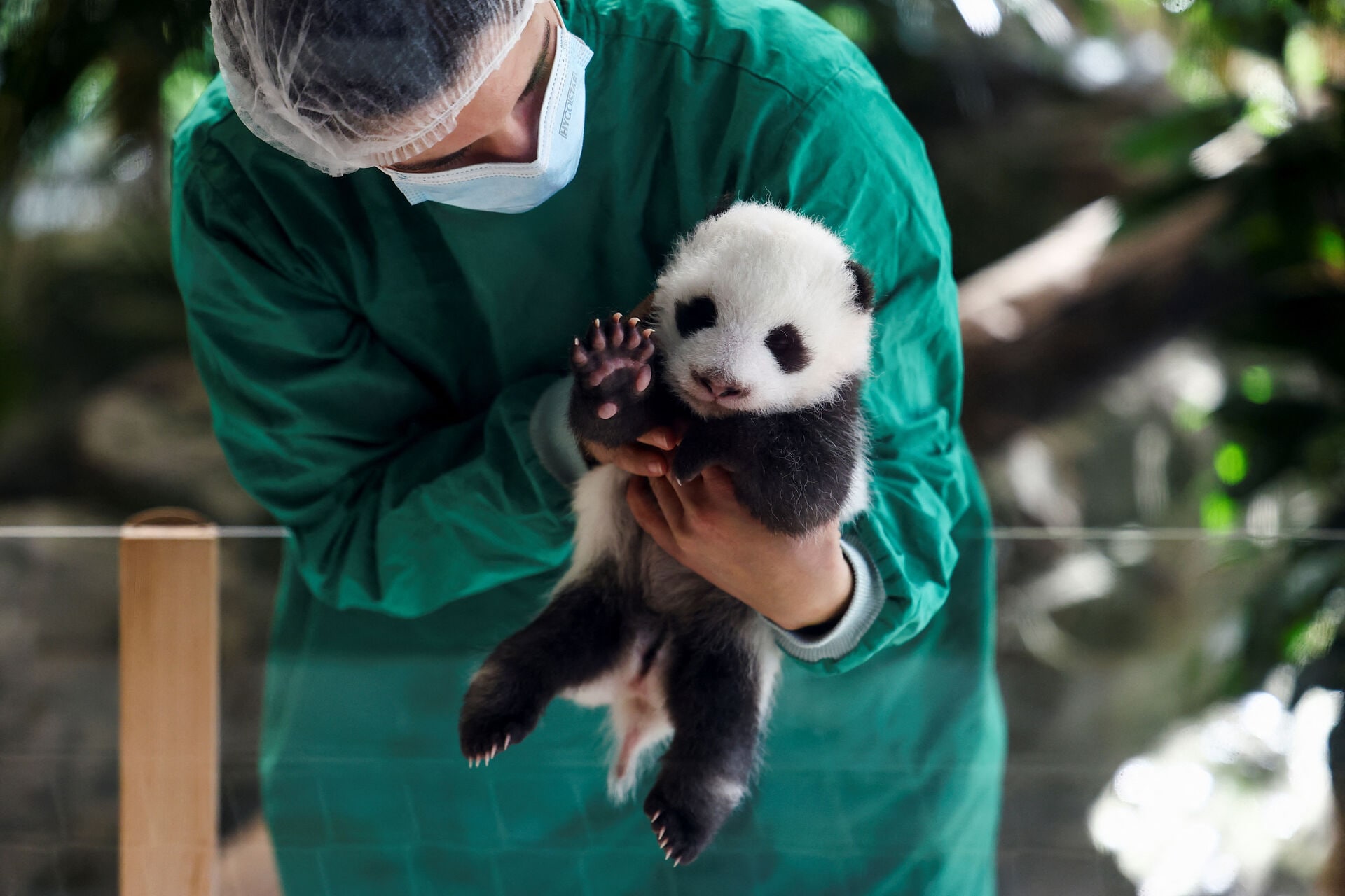 To måneder gammel panda vist frem for pressen i Berlin | Nyheder | DR