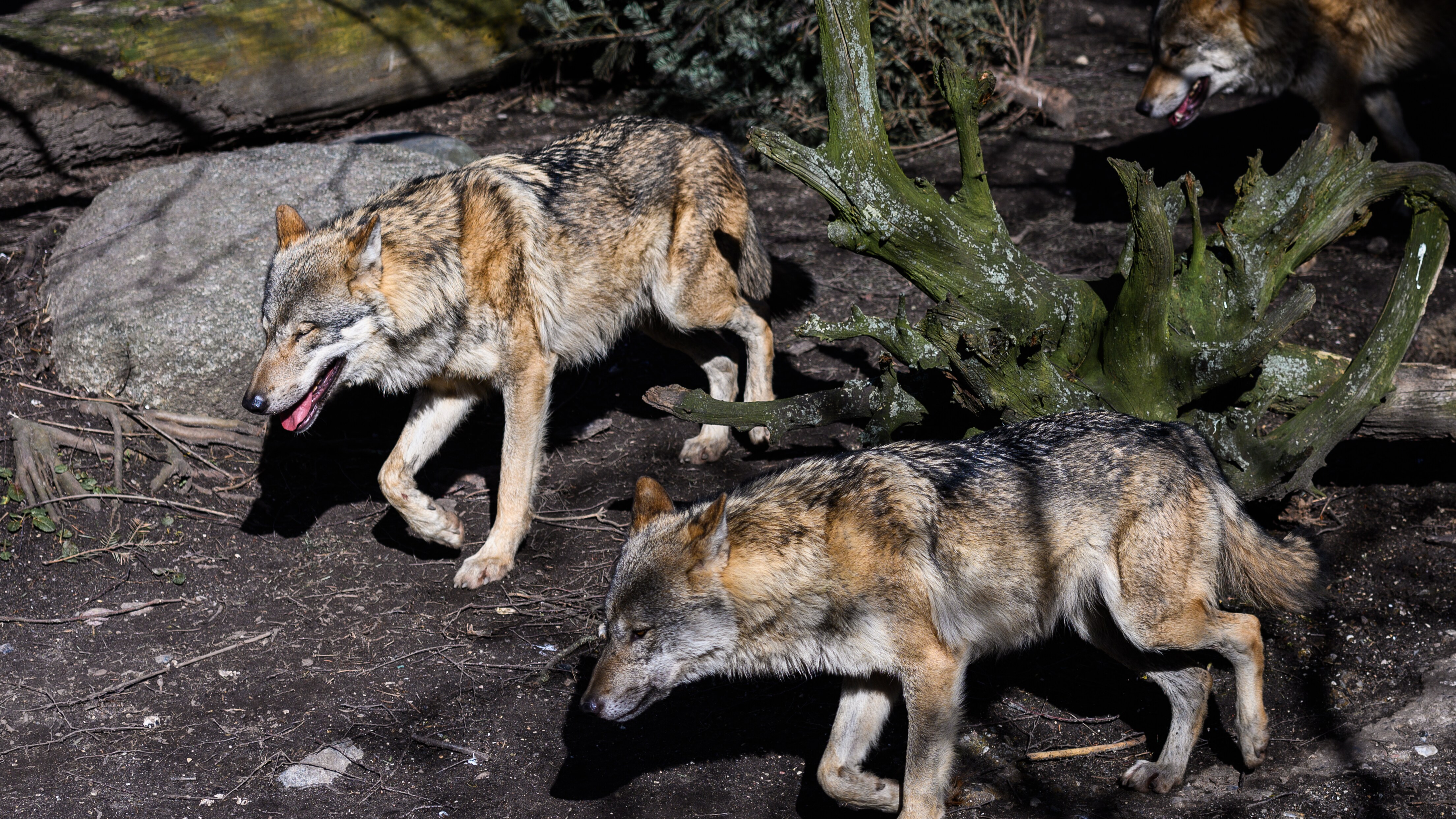 Politiker vil flytte ulve fra Jylland til øerne | Indland | DR