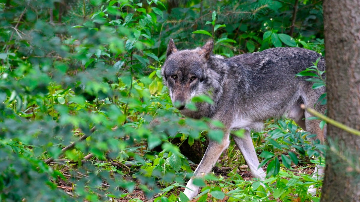 Inger Støjberg tager på ulvebesøg i Vestjylland med ét klart budskab ...