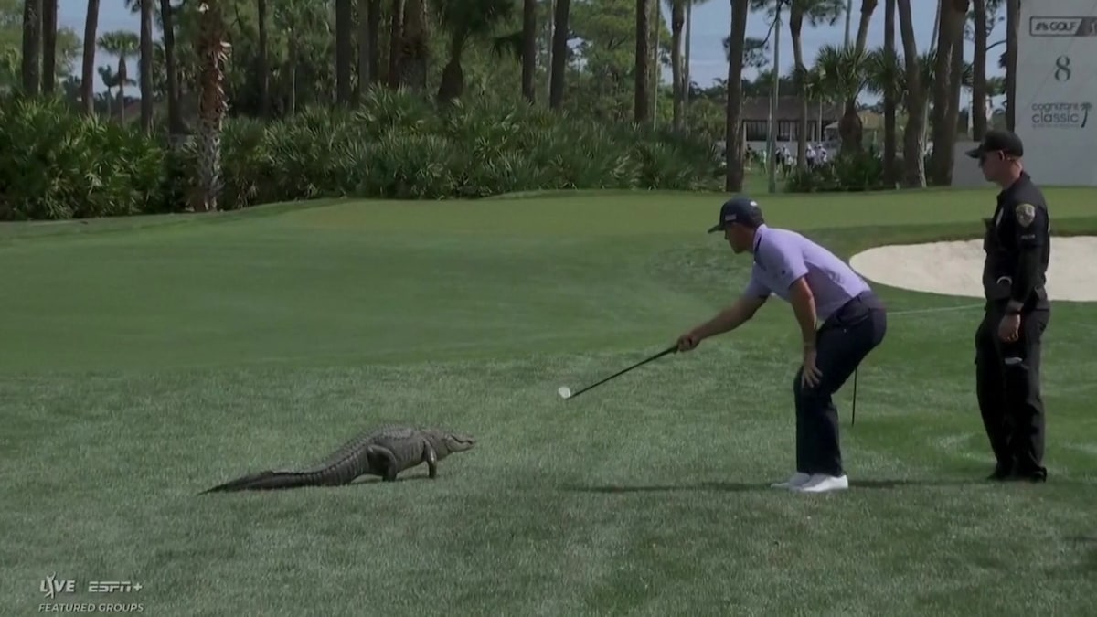 Iskold golfspiller jager alligator væk | Golf | DR