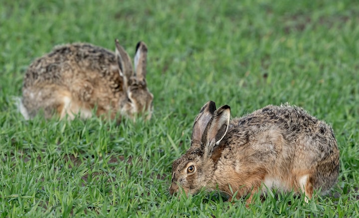 Harer vil bo i byerne: Masser af mad mellem boligblokkene | Indland | DR