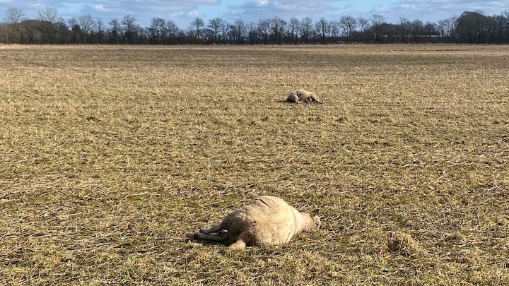 Små lysglimt skulle holde ulve fra angreb – timer senere blev ni får ...