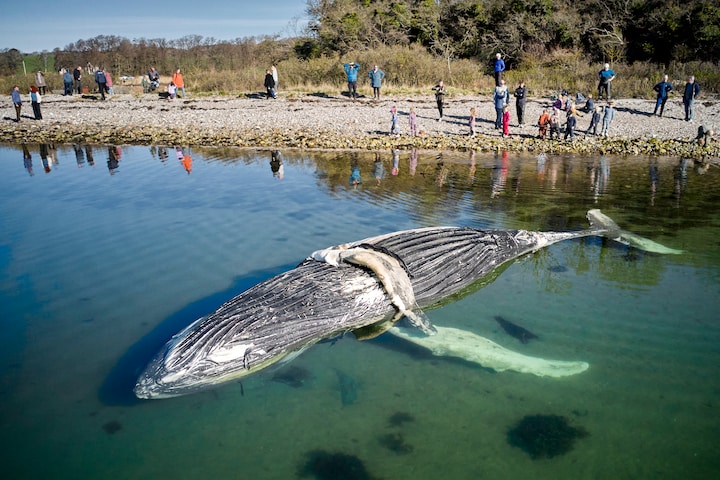 Heunicke: Strandet pukkelhval skal blive liggende - skal nedbrydes ...