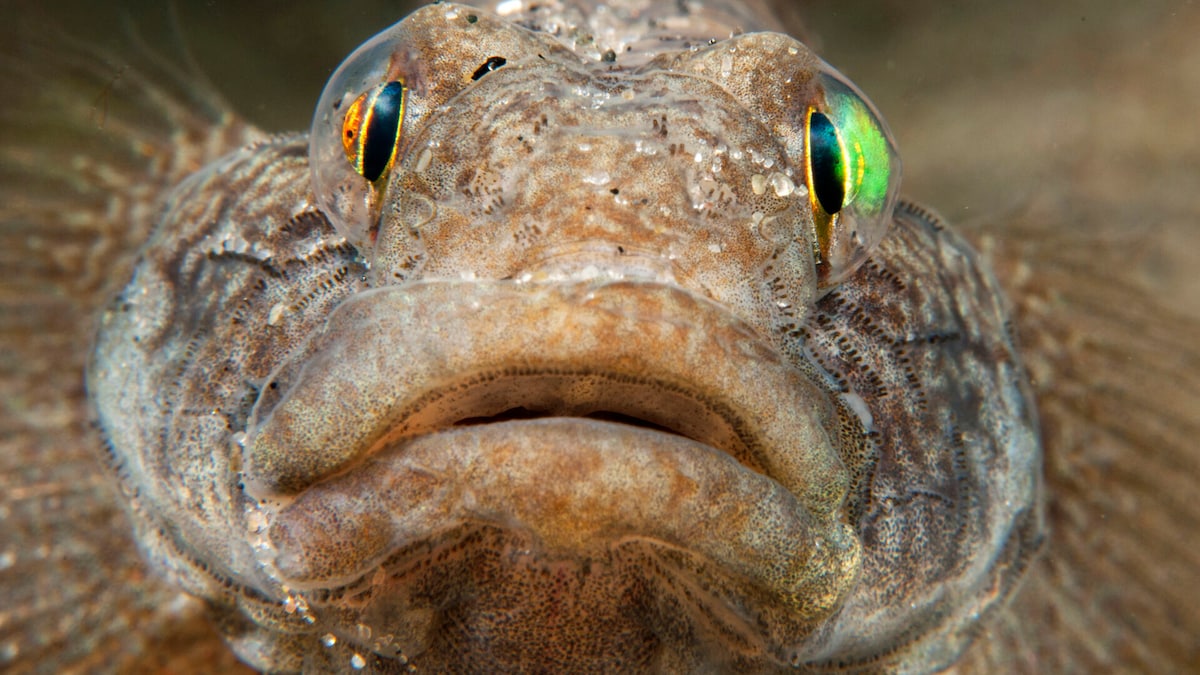 Vi fanger over 400.000 ton fisk om året. Nu vil eksperter have fokus på ...