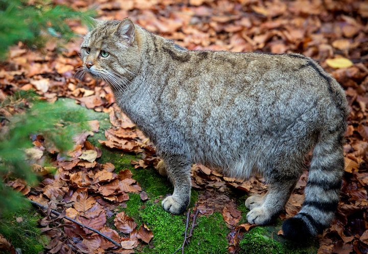 For første gang siden middelalderen er vildkat blevet set i tysk ...