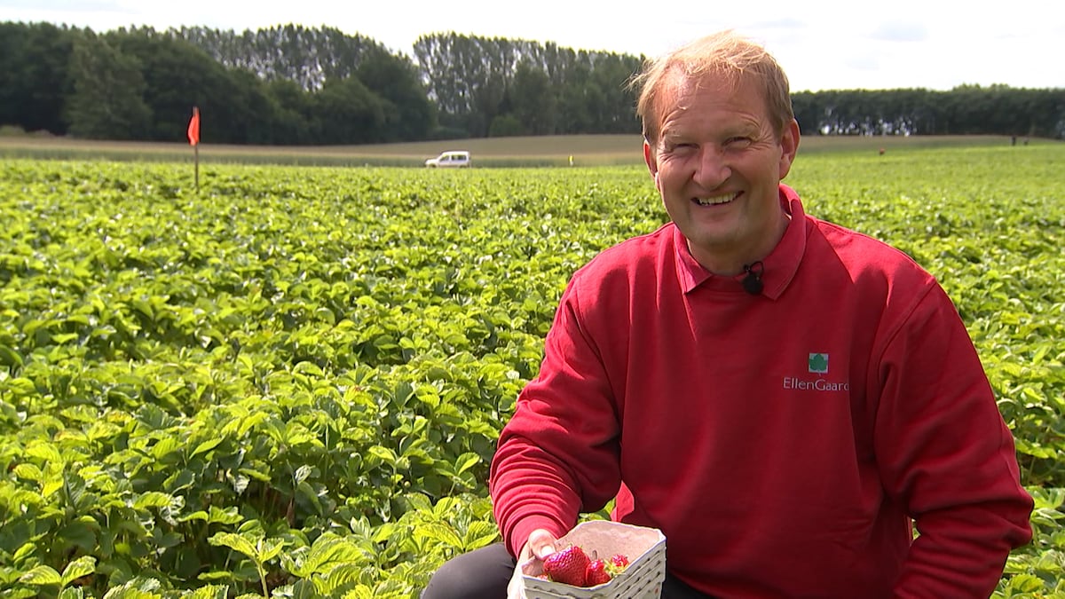 Vejrskift får danske jordbæravlere til at eksperimentere med flere ...