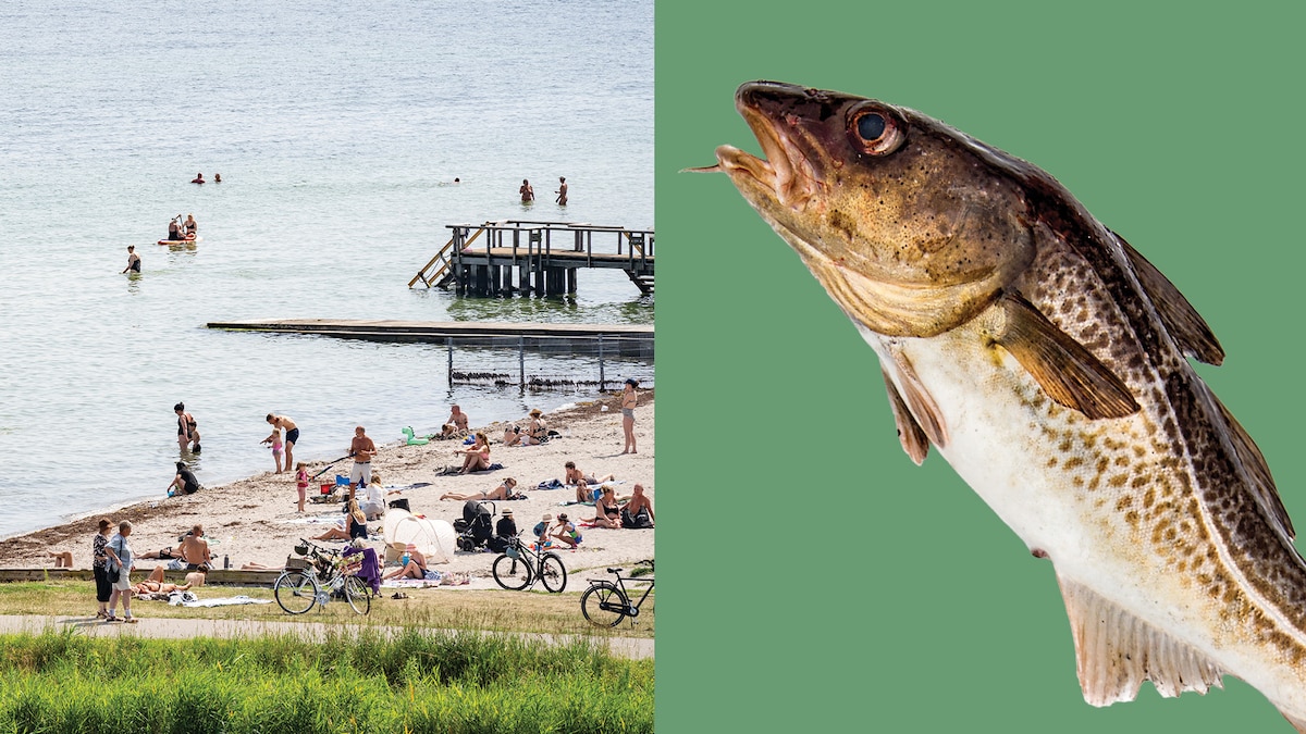 Er det farligt at spise fisk og bade, når der er flere miljøfarlige ...