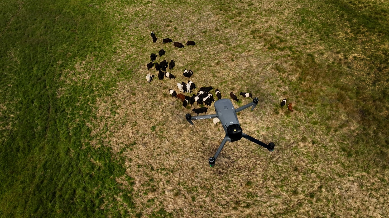 Danmarks første naturnationalpark: Varmesøgende drone holder øje med ...