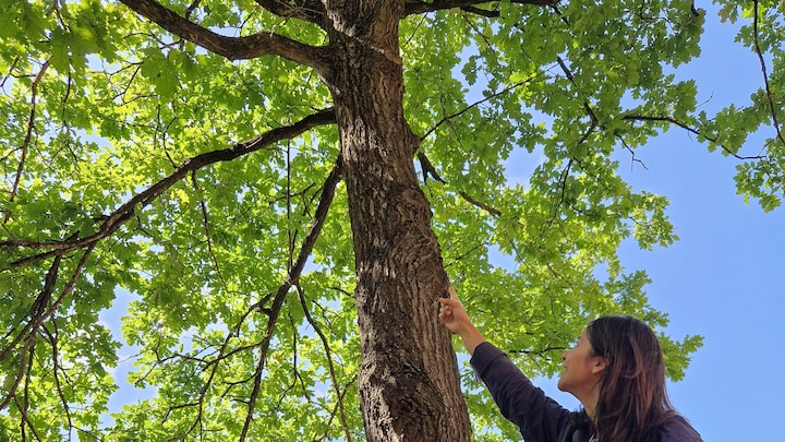 Larven fra helvede spreder sig, og nu er den i et træ i Maries have ...