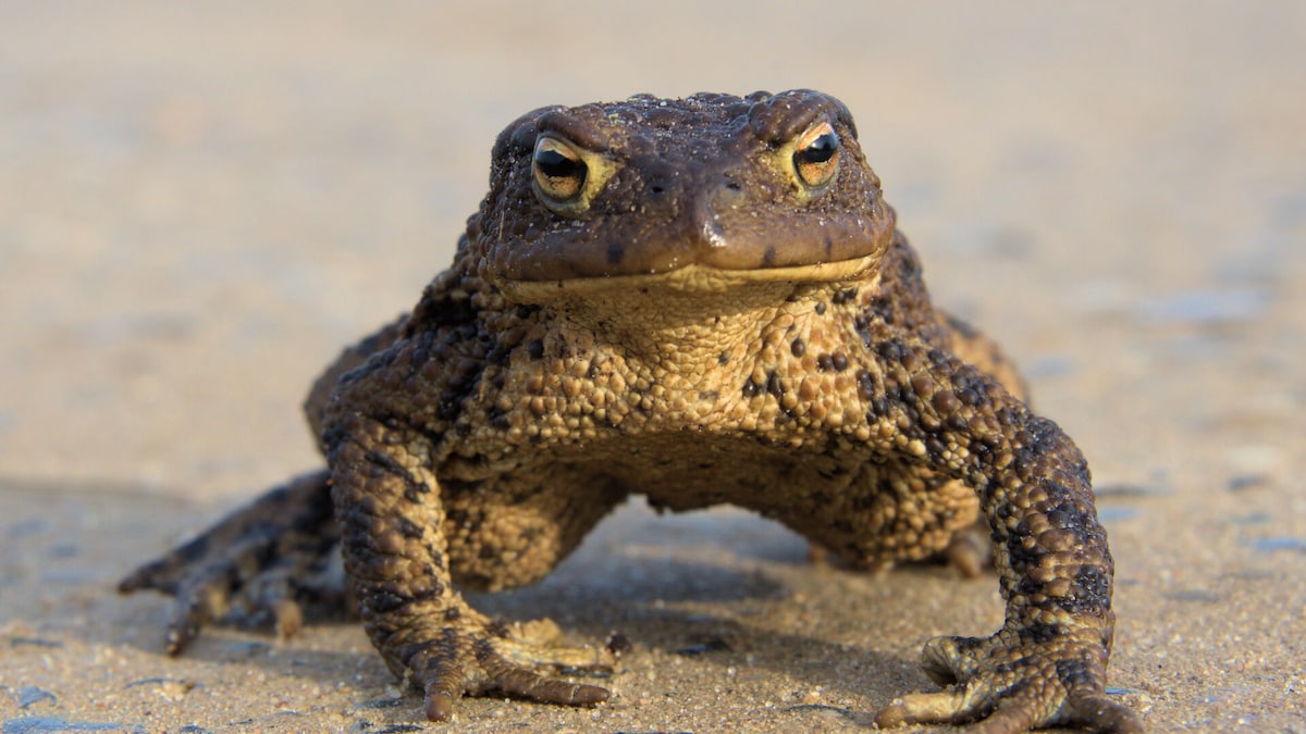 Sommerens store tudse-vandring er i gang: Vil du hjælpe padderne, har ...