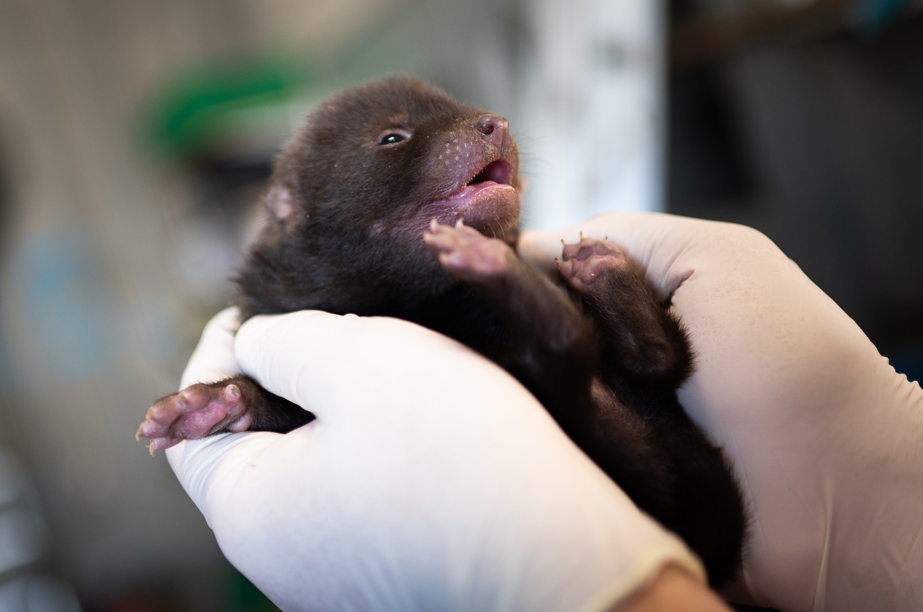 Provokunstneren Ibi-Pippi får 22.500 kroner i erstatning | Nyheder | DR