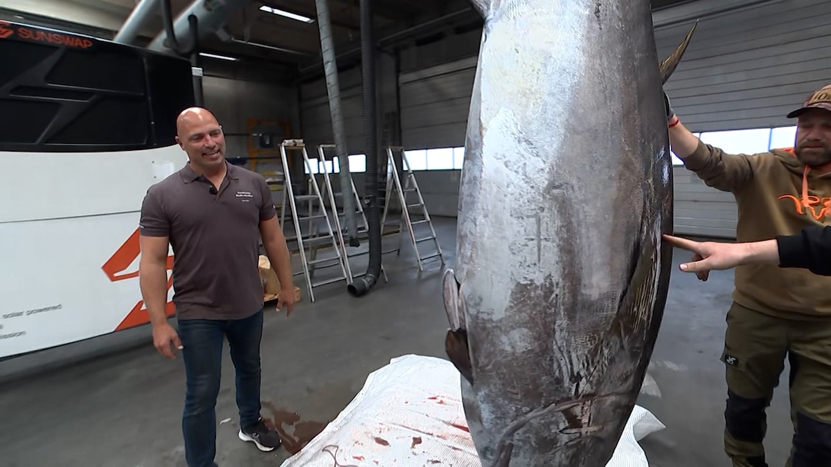 Ekspert mener, det er på tide, at Danmark igen får en tunindustri | Natur | DR