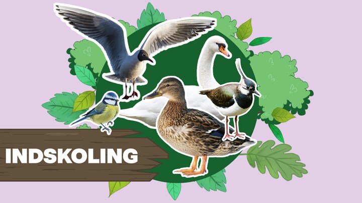 Natur & Teknologi Indskoling | DR