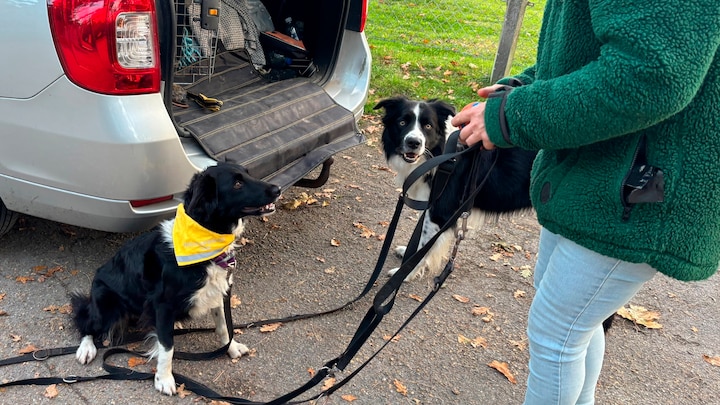 Hund med gult på? Lilys bandana siger, at hun helst ikke vil klappes ...