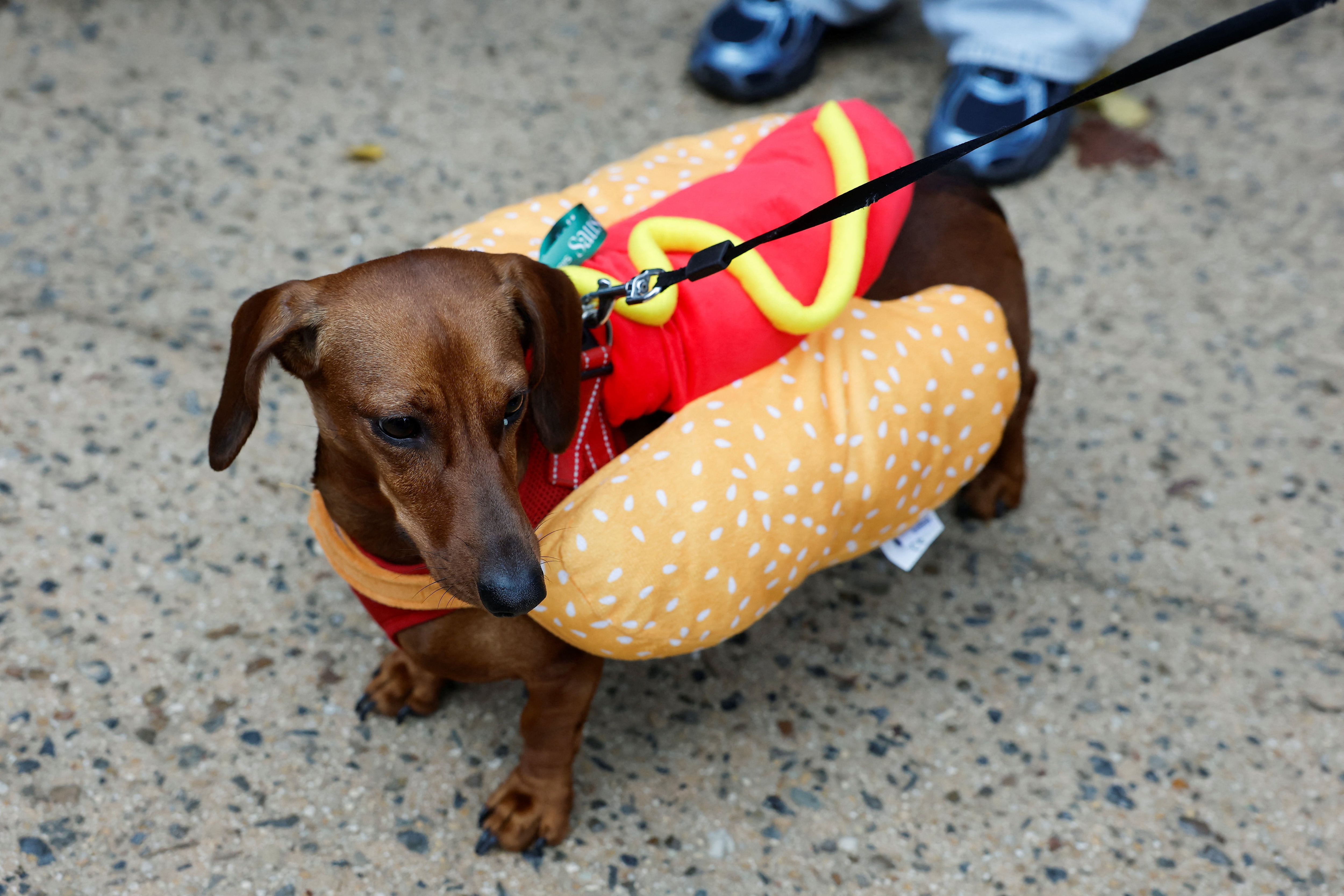 Dansk golfspiller har kurs mod nyt PGA Tour-kort | Nyheder | DR