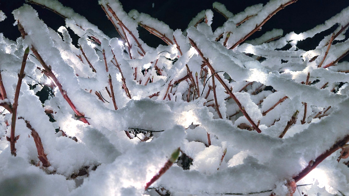 Se de flotte billeder af vinterens første sne - din hjerne vil ...