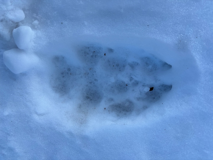 Naturstyrelsen vil ikke aktivt opsøge nærgående ulve for at skyde dem ...