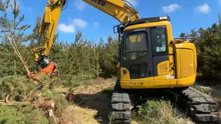 300 hektar skov ryddes i Nationalpark Vadehavet, så en dårligt flyvende ...