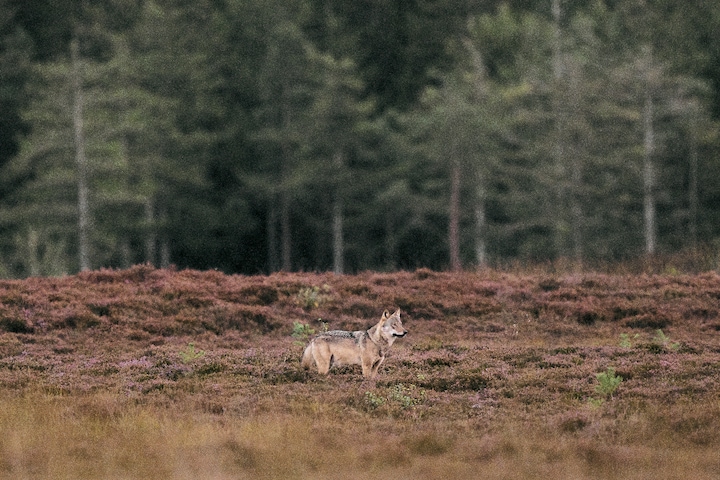 Minister skrotter forskeres data om ulve i ny rapport | Indland | DR