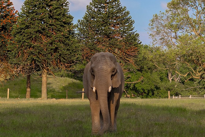 Tung dag i Knuthenborg Safaripark - afliver syg elefant | Nyheder | DR