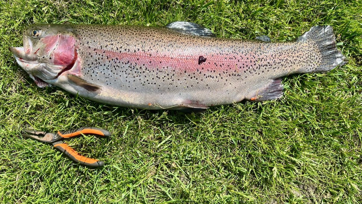 Birgitte fandt syv regnbueørreder i fiskerens køletaske og fløj til ...