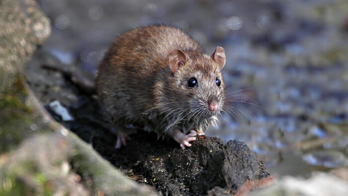 Rotter lider en 4-6 dage lang og pinefuld død: 'Vi bliver nødt til at ...