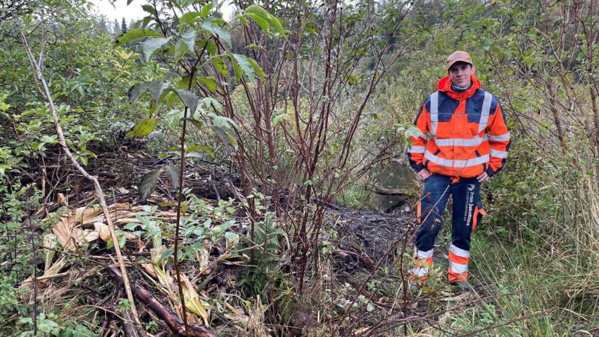 Bævere i Klosterheden kan være endt i ulvenes kløer | Indland | DR