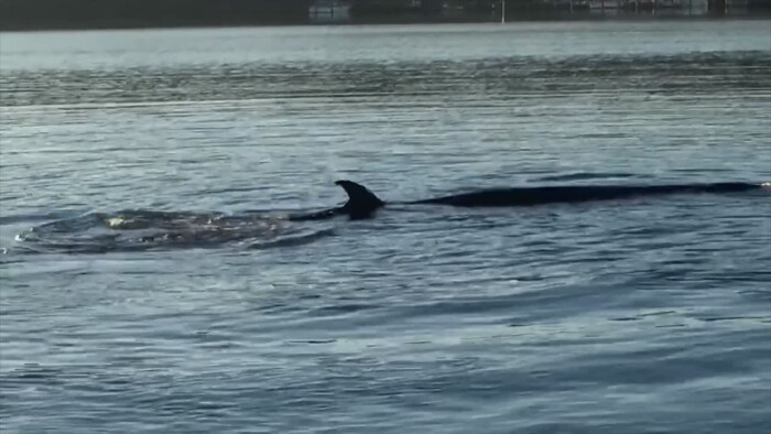 Hvad er det for en hval, der svømmer rundt i havnen i Hobro? Eksperter ...