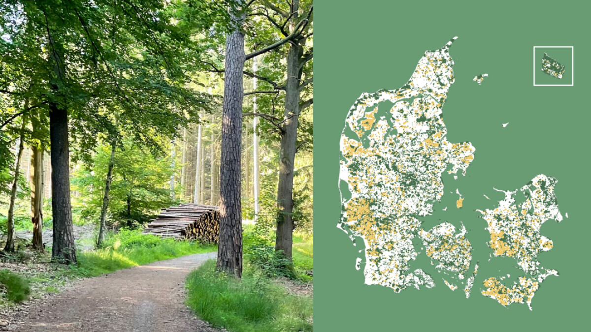 Se kortet: Her kan Danmarks nye skove ligge | Klima | DR