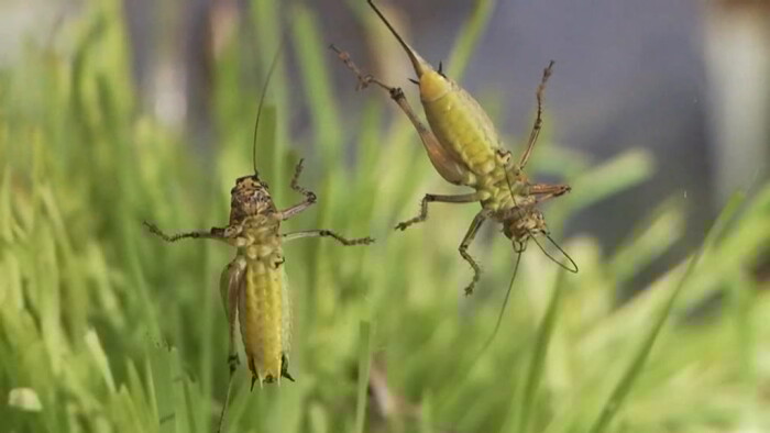 VIDEO Var det noget med en græshoppe på rugbrødsmaden? | Mad | DR