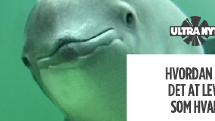 Hvordan er livet som hval? | Ultra Nyt | DR
