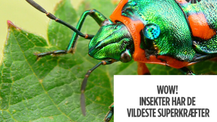 Verden har ægte superhelte - nemlig insekter! | Ultra Nyt | DR