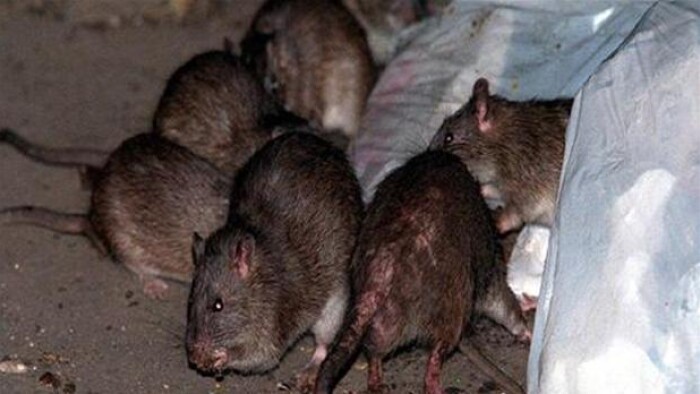 Døde rotter giver strøm i hjemmet | Nordjylland | DR