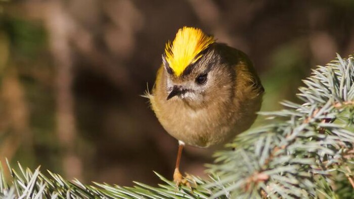 Fuglekongen skal finde mindst 30 bladlus i minuttet | Naturvidenskab | DR