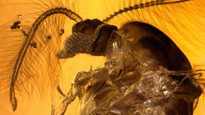 Nyt museum får unik rav-samling: Se de fantastiske billeder ...