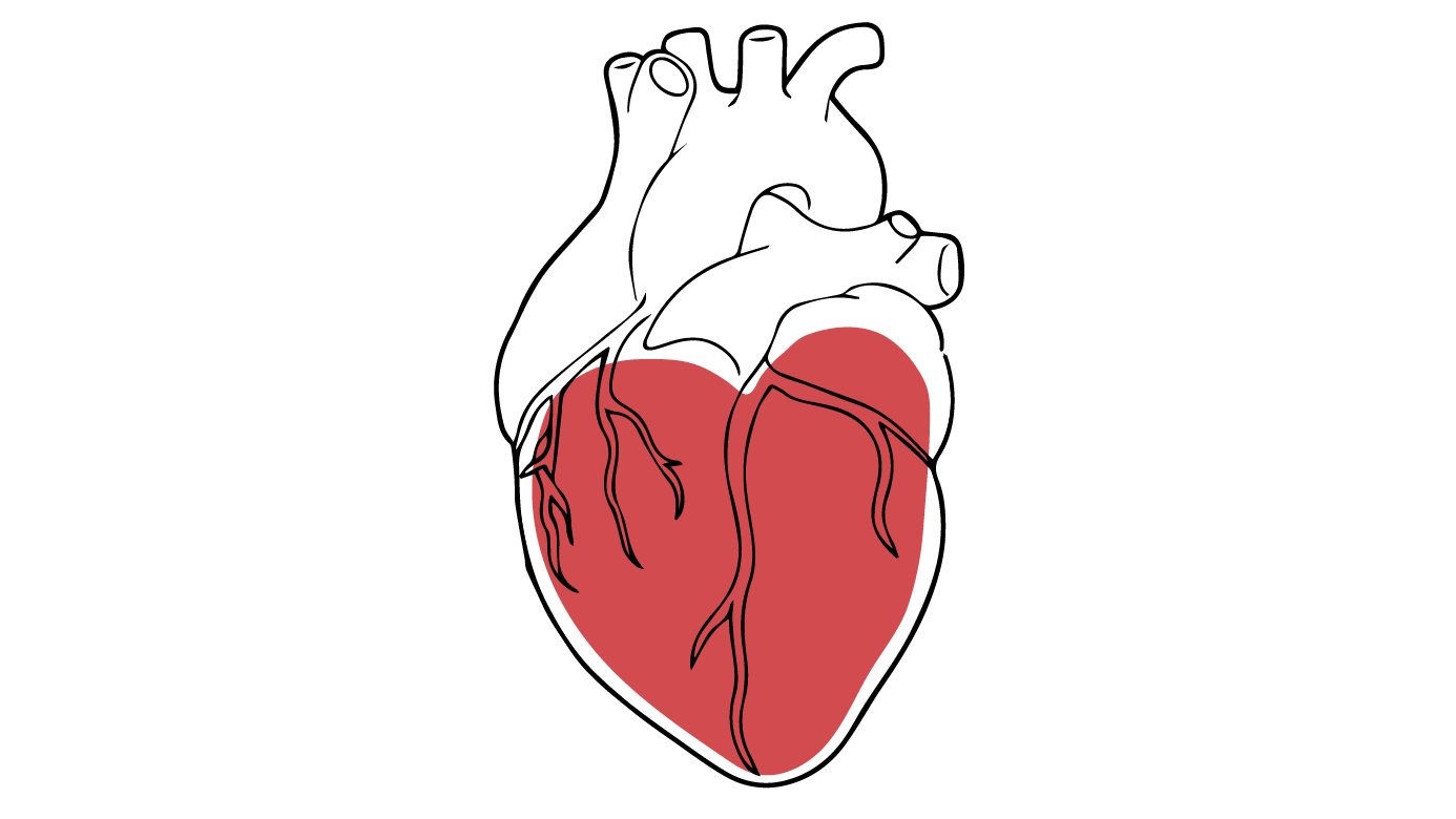 Hvorfor ligner tegnede hjerter ikke det rigtige hjerte? | Nordjylland | DR