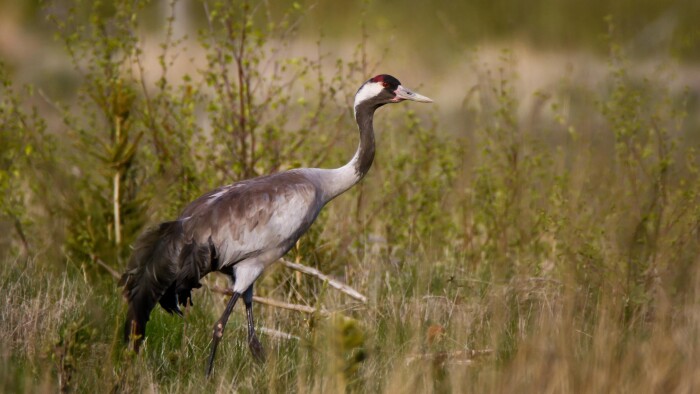 Hold øje med den kæmpe fugl: Ynglende traner har kastet deres kærlighed ...